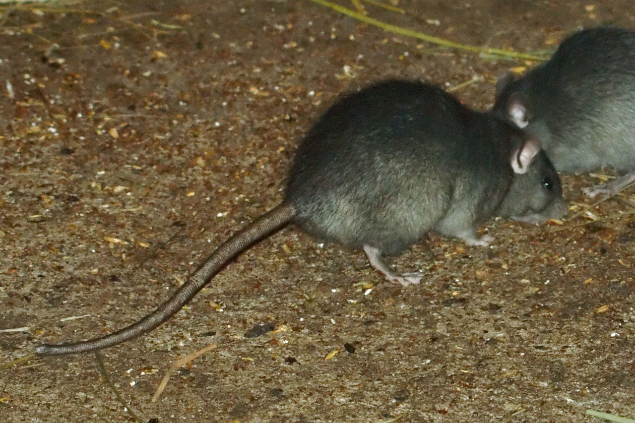 RATOS – SAKAI